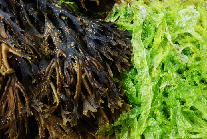 Seaweed and Its Health Benefits | Tatler Asia
