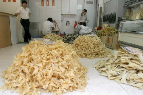 An Ocean With Life and Sharks | Tatler Asia