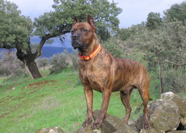 The Hunting Dogs of China | Tatler Asia